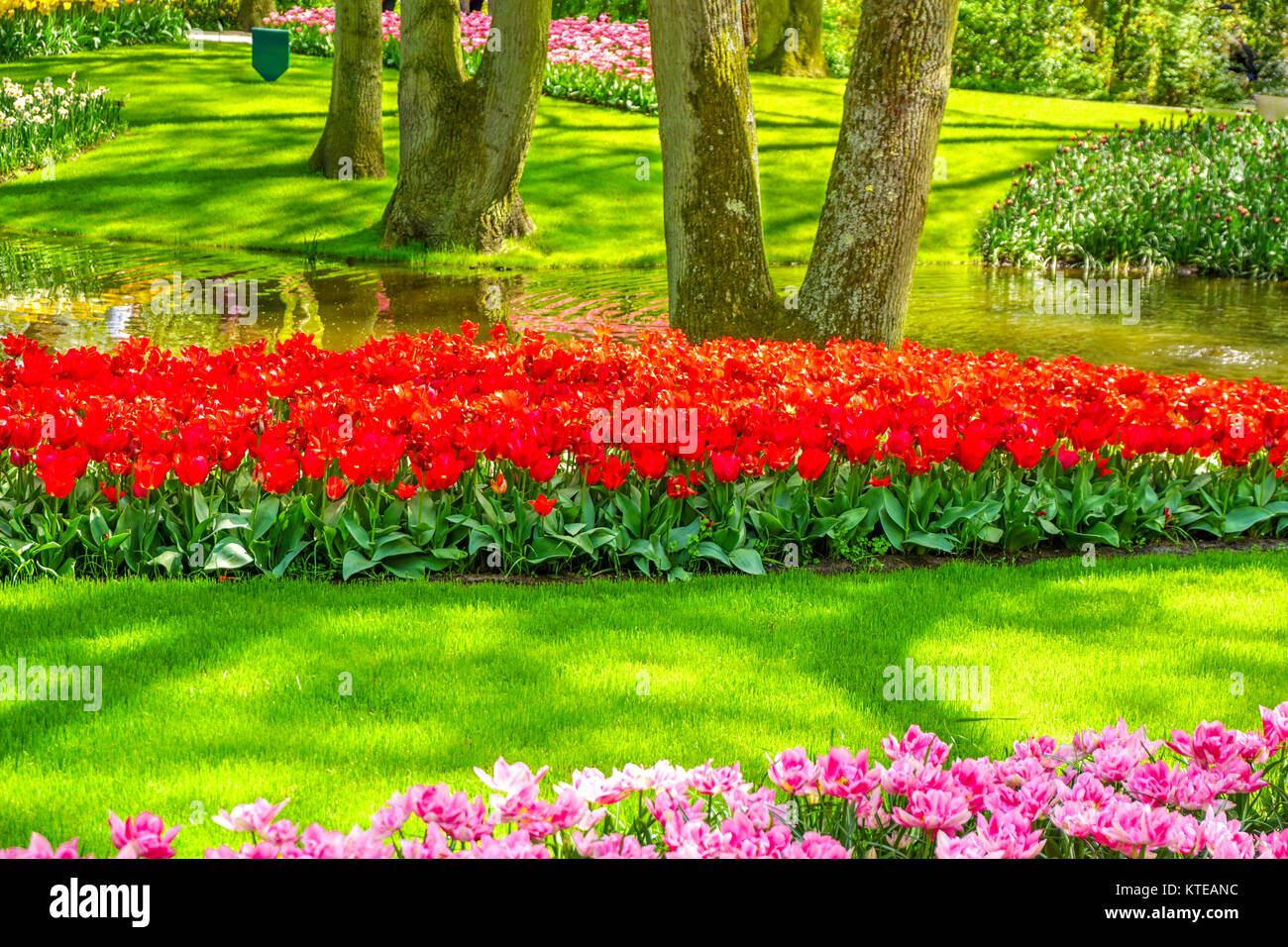beautiful colorful tulip flower garden during summer in Keukenhof ...