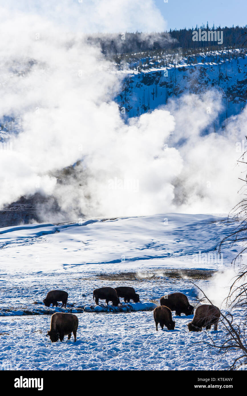 American bison (Bison bison), Yellowstone National Park, USA Stock ...