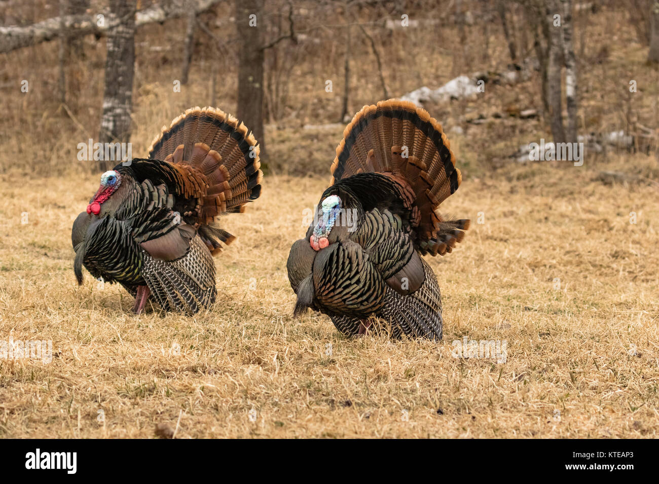 Eastern wild Turkeys Stock Photo - Alamy