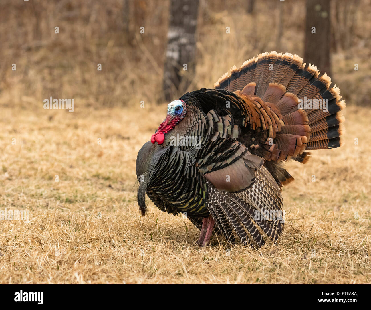 Eastern wild Turkey Stock Photo - Alamy