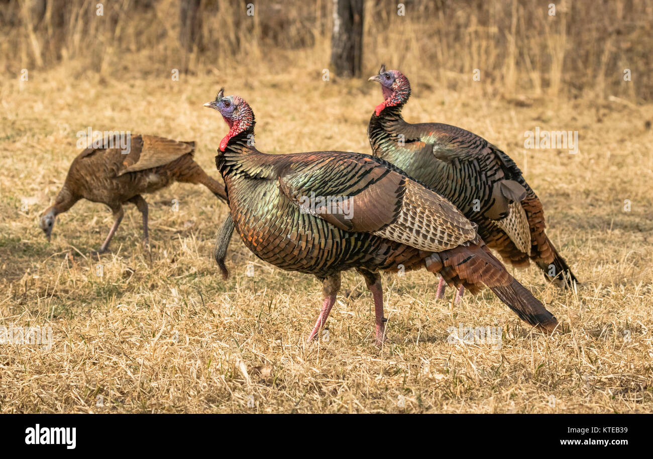 Eastern wild Turkey Stock Photo - Alamy
