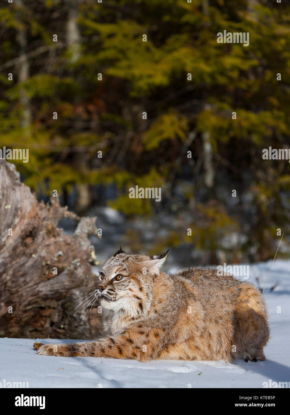 Bobcat (Lynx rufus Stock Photo - Alamy