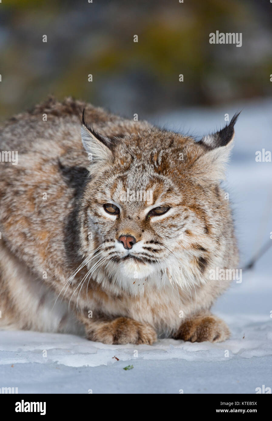 Bobcat (Lynx rufus Stock Photo - Alamy