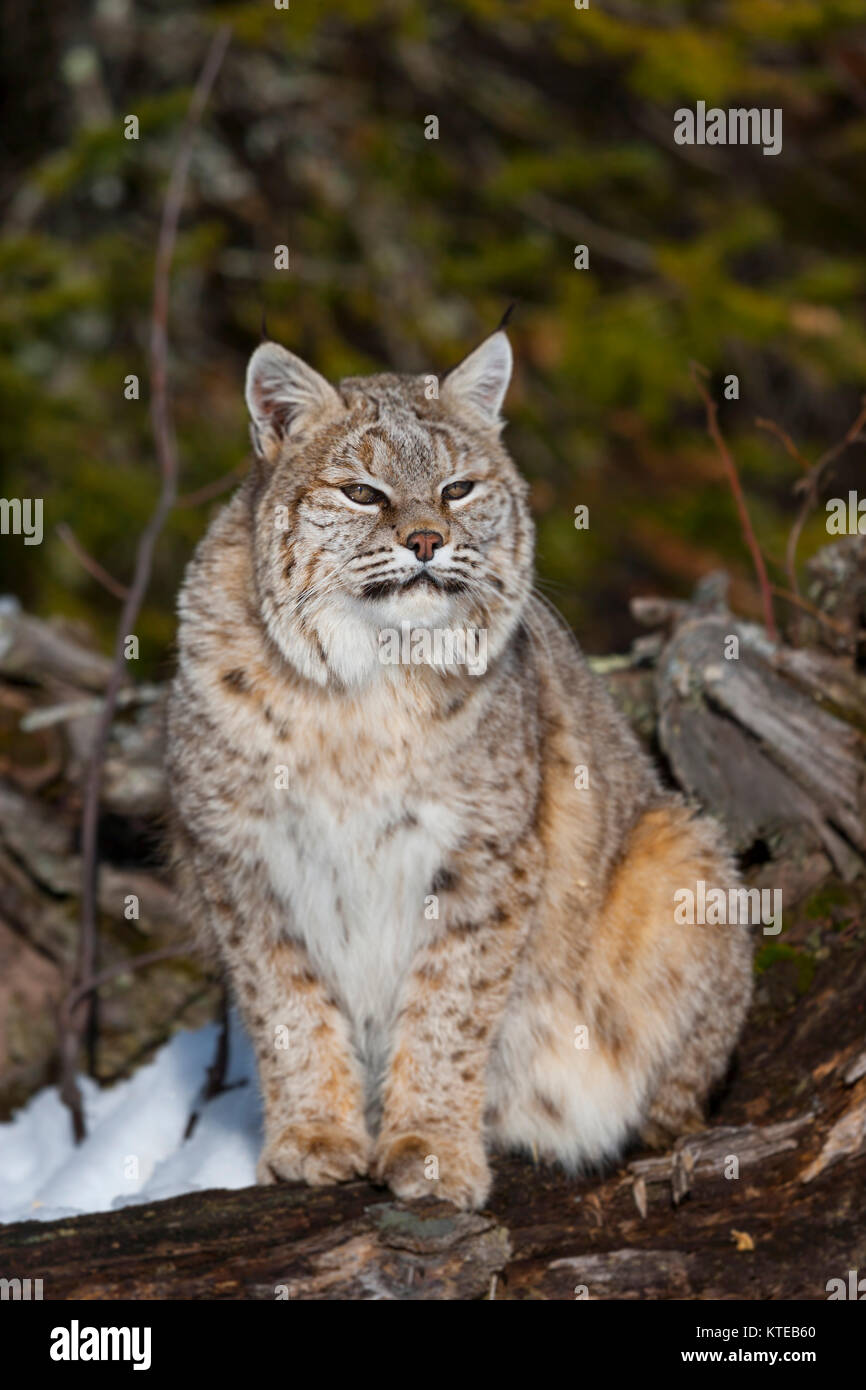 Bobcat (Lynx rufus Stock Photo - Alamy