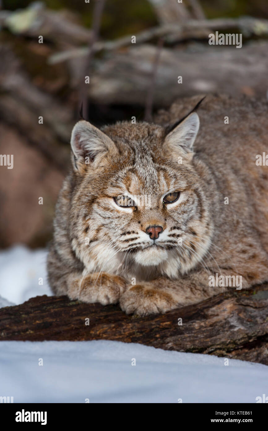 Bobcat (Lynx rufus Stock Photo - Alamy