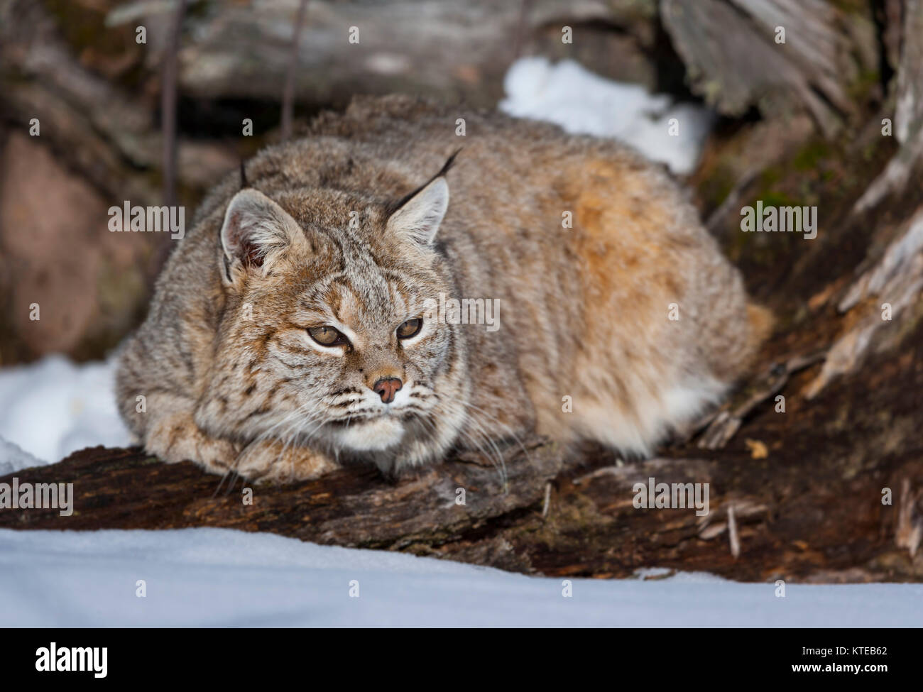 Lince rufus hi-res stock photography and images - Alamy