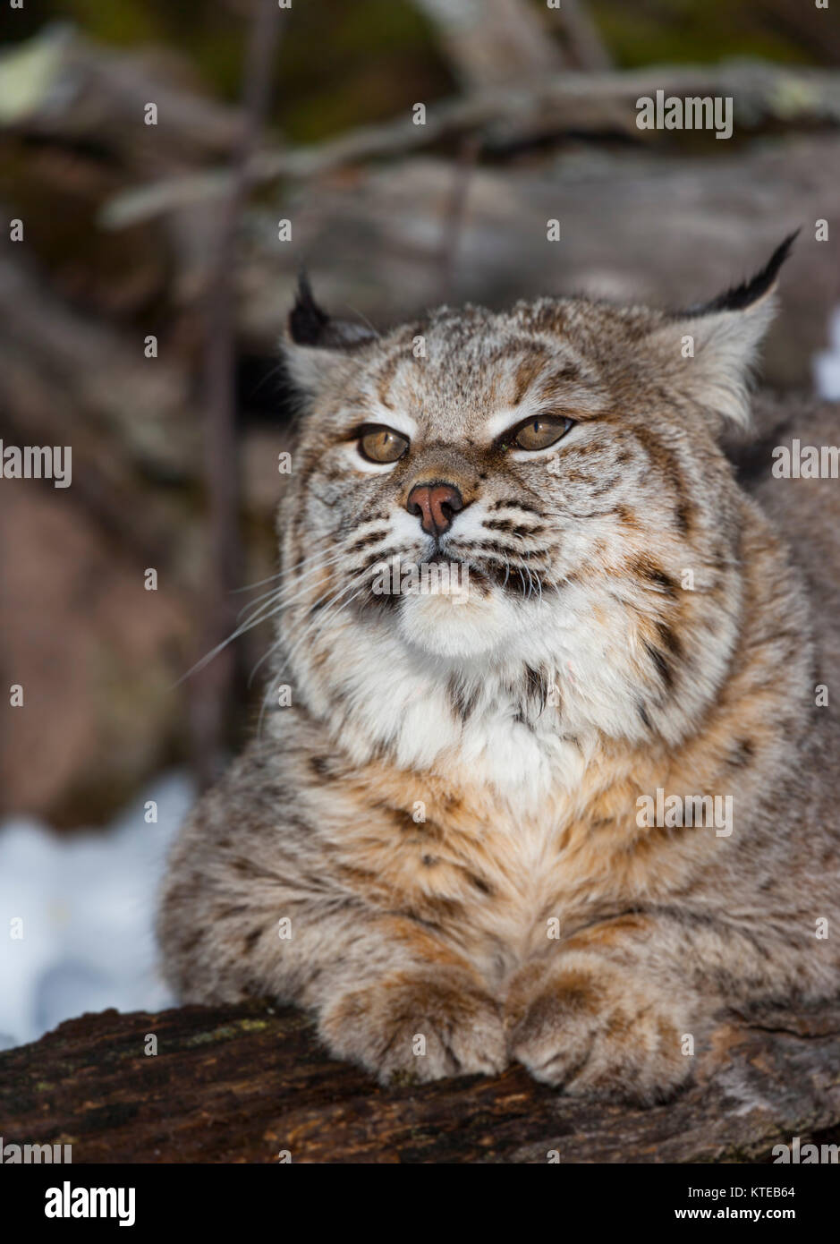 Bobcat (Lynx rufus Stock Photo - Alamy