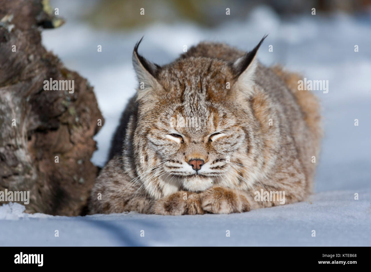 Bobcat (Lynx rufus Stock Photo - Alamy