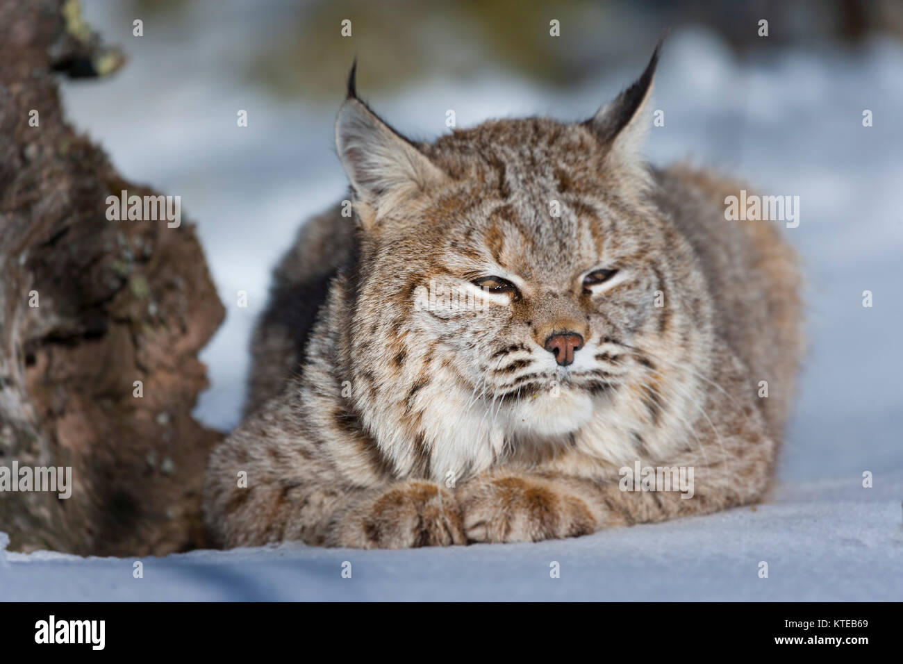 Bobcat (Lynx rufus Stock Photo - Alamy
