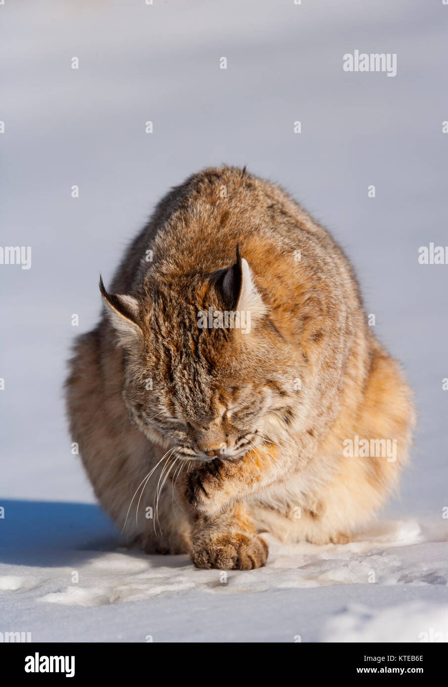 Bobcat (Lynx rufus Stock Photo - Alamy