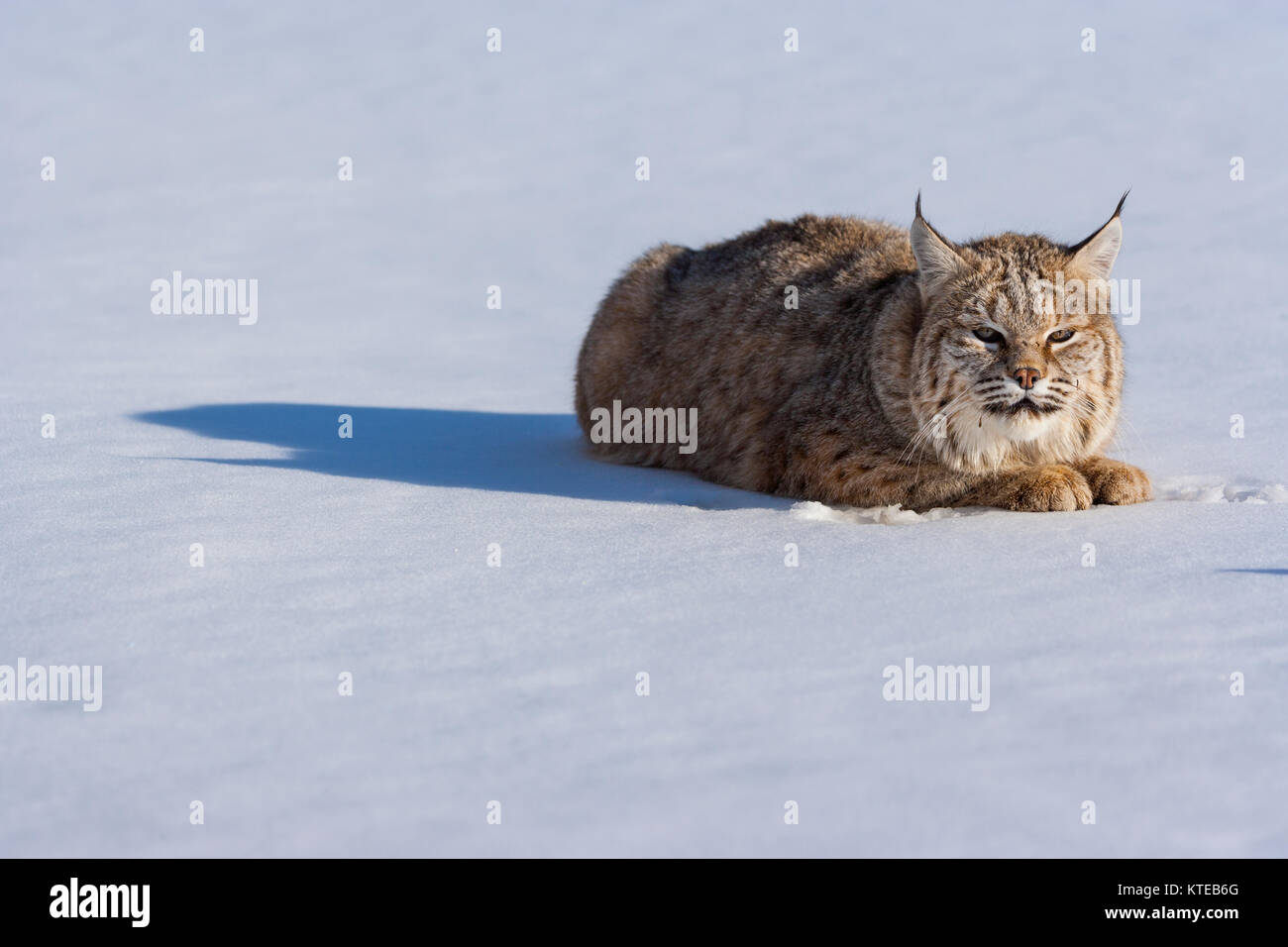 Bobcat (Lynx rufus Stock Photo - Alamy