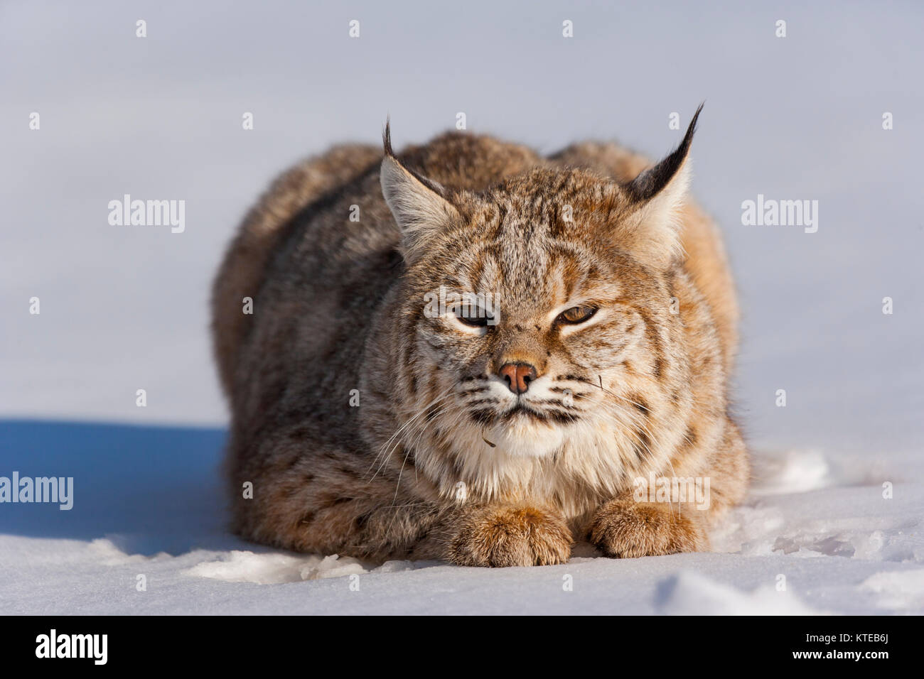 Bobcat (Lynx rufus Stock Photo - Alamy