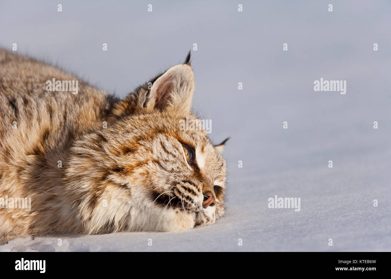 Bobcat (Lynx rufus Stock Photo - Alamy