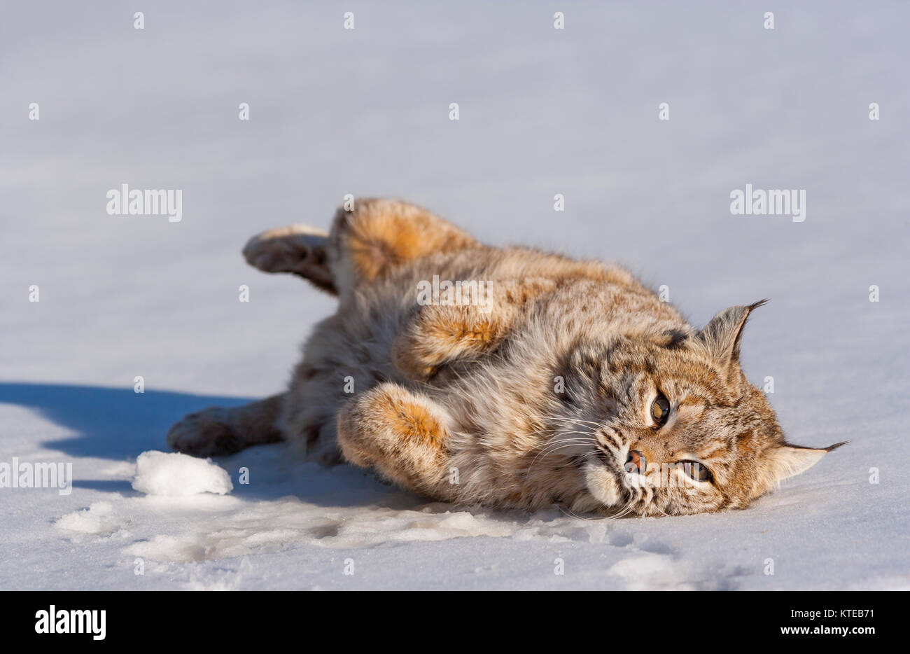 Bobcat (Lynx rufus Stock Photo - Alamy
