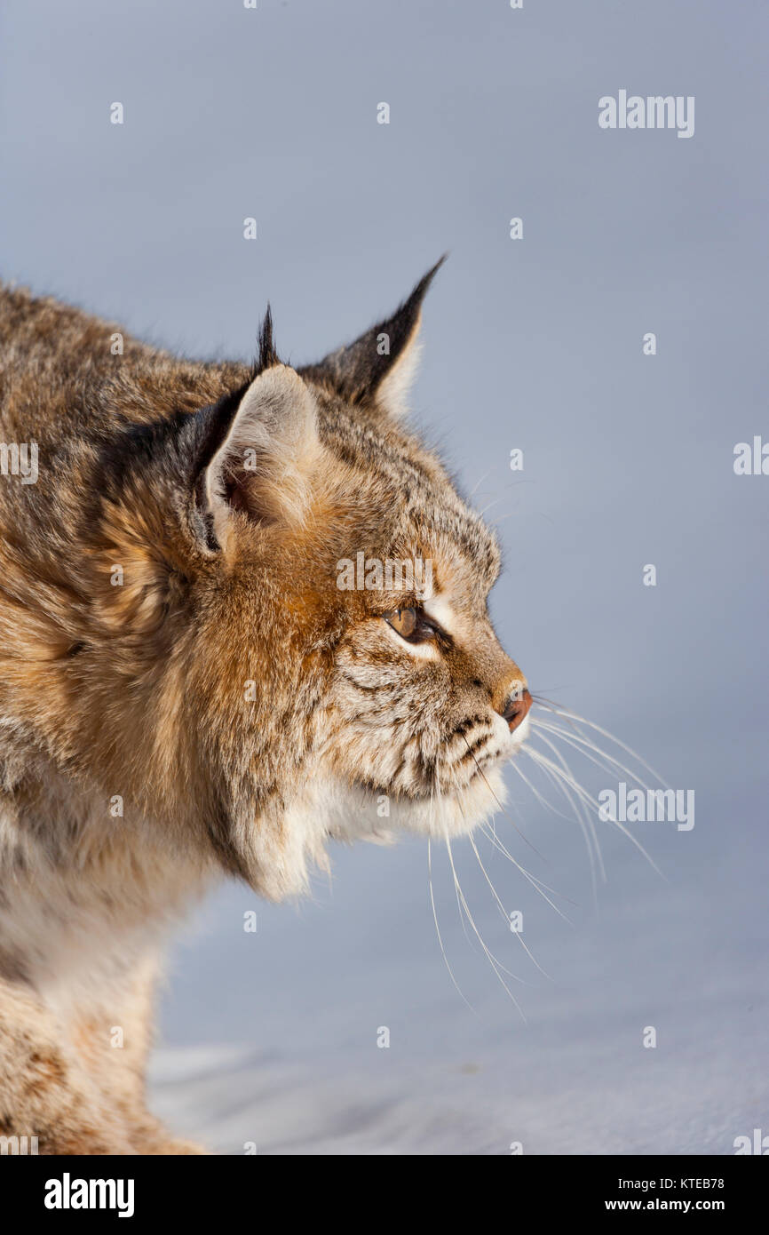 Bobcat (Lynx rufus Stock Photo - Alamy