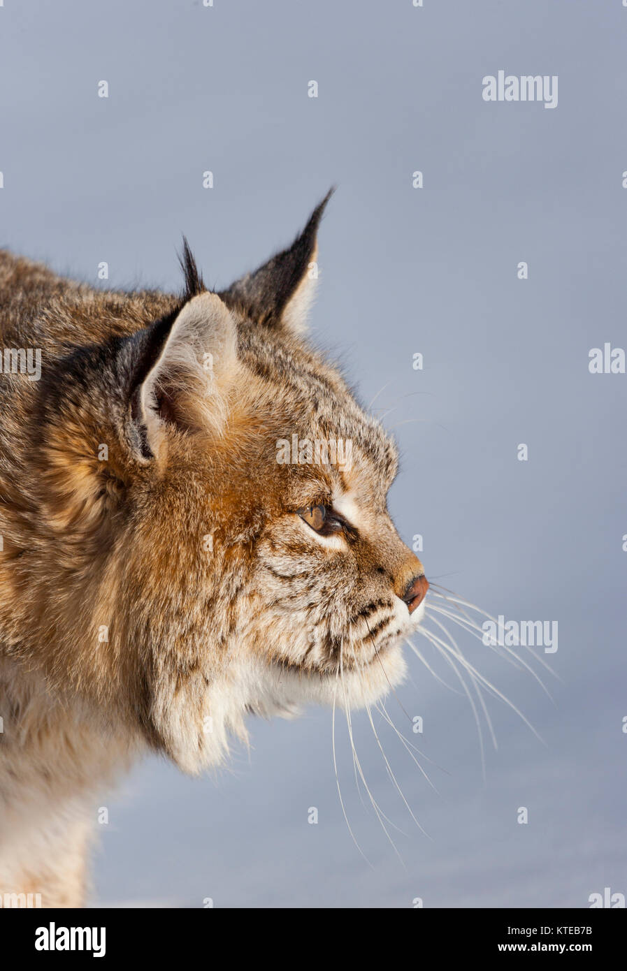 Bobcat (Lynx rufus Stock Photo - Alamy