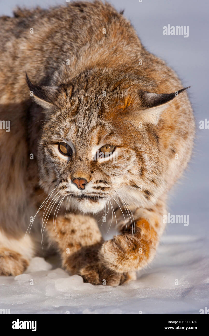 Bobcat (Lynx rufus Stock Photo - Alamy