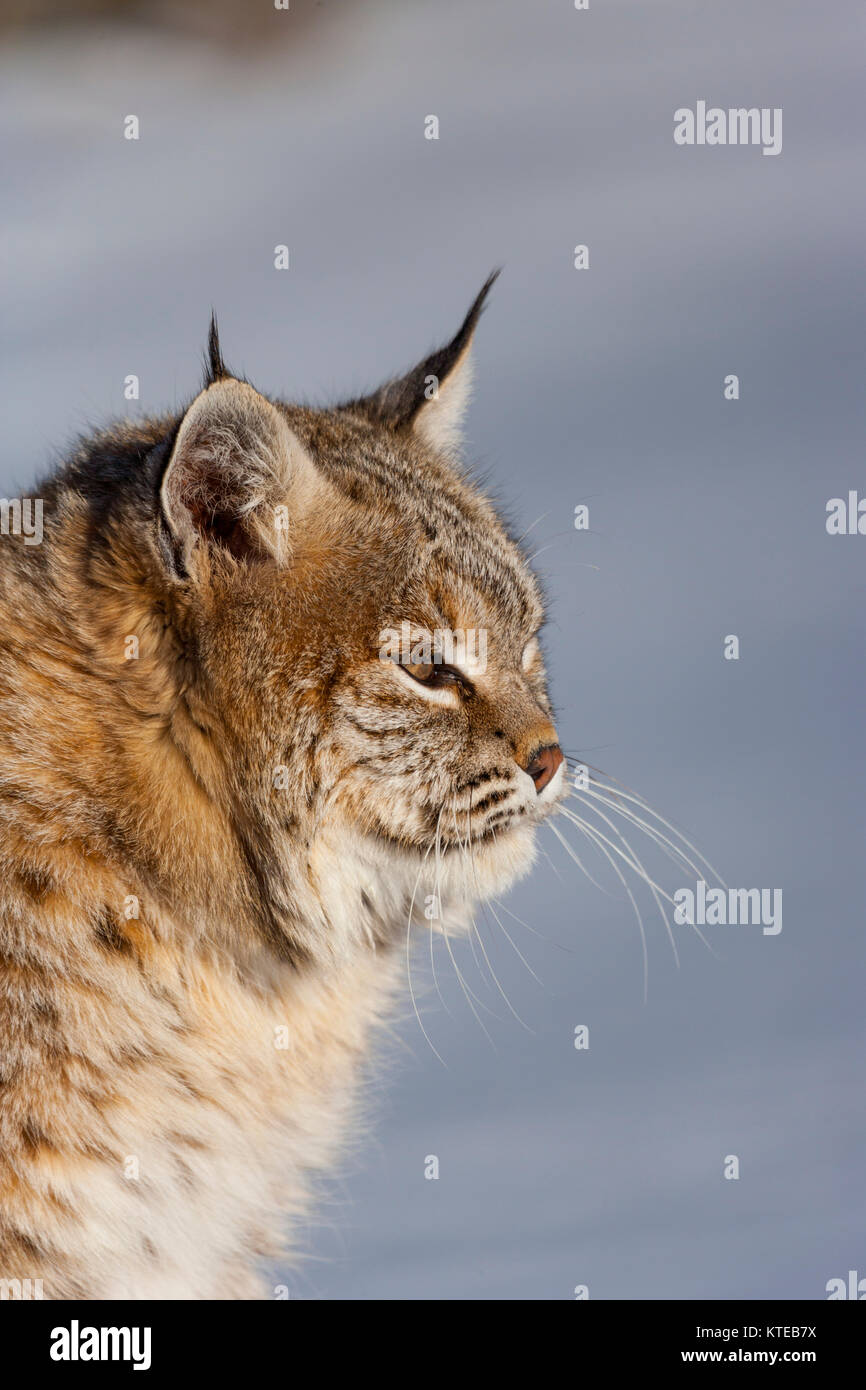 Bobcat (Lynx rufus Stock Photo - Alamy