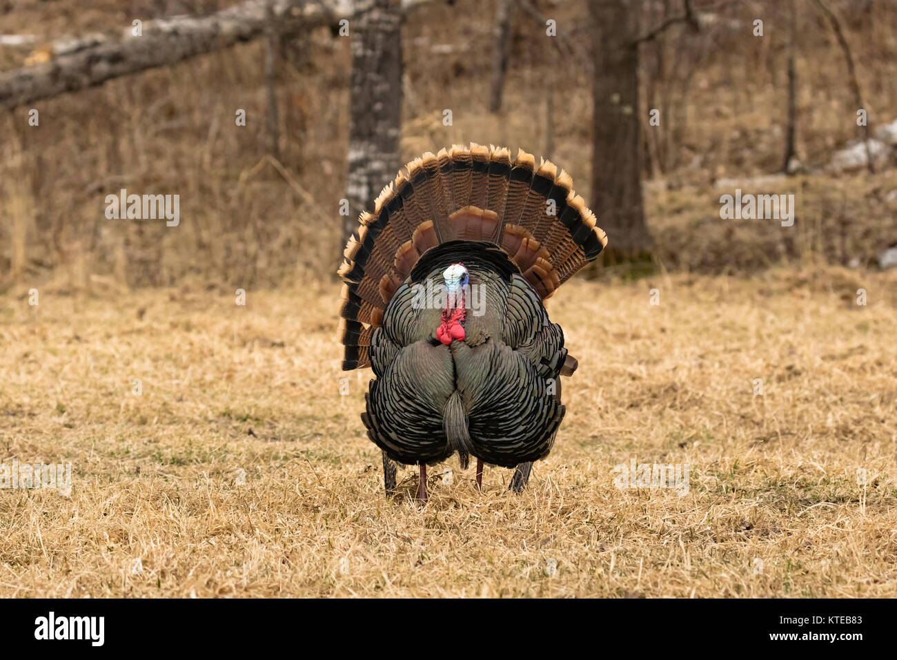 Eastern wild Turkey Stock Photo - Alamy
