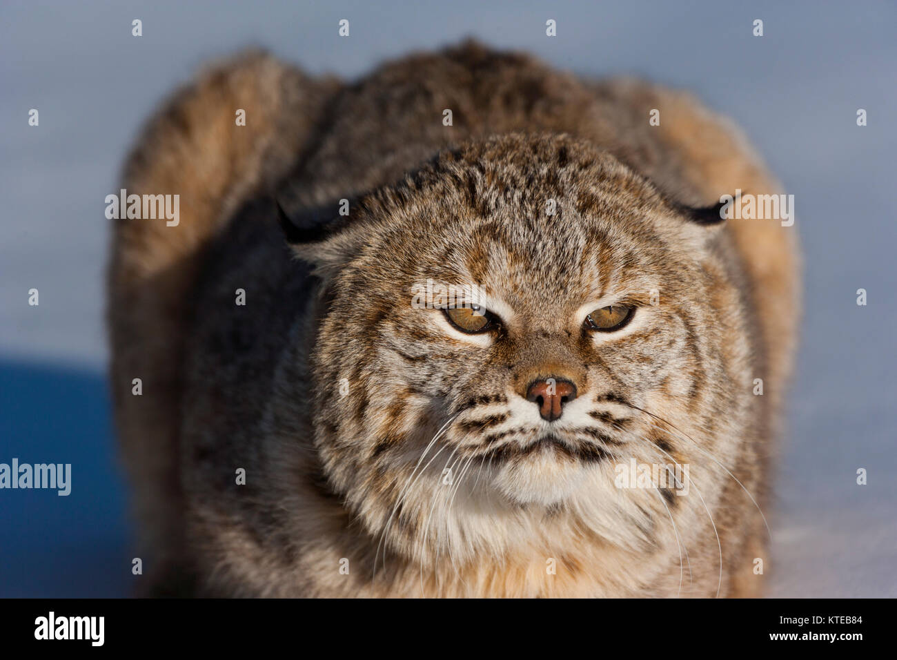Bobcat (Lynx rufus Stock Photo - Alamy