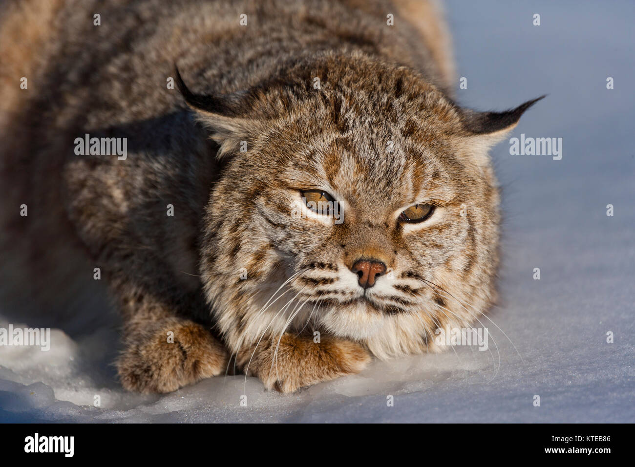 Bobcat (Lynx rufus Stock Photo - Alamy