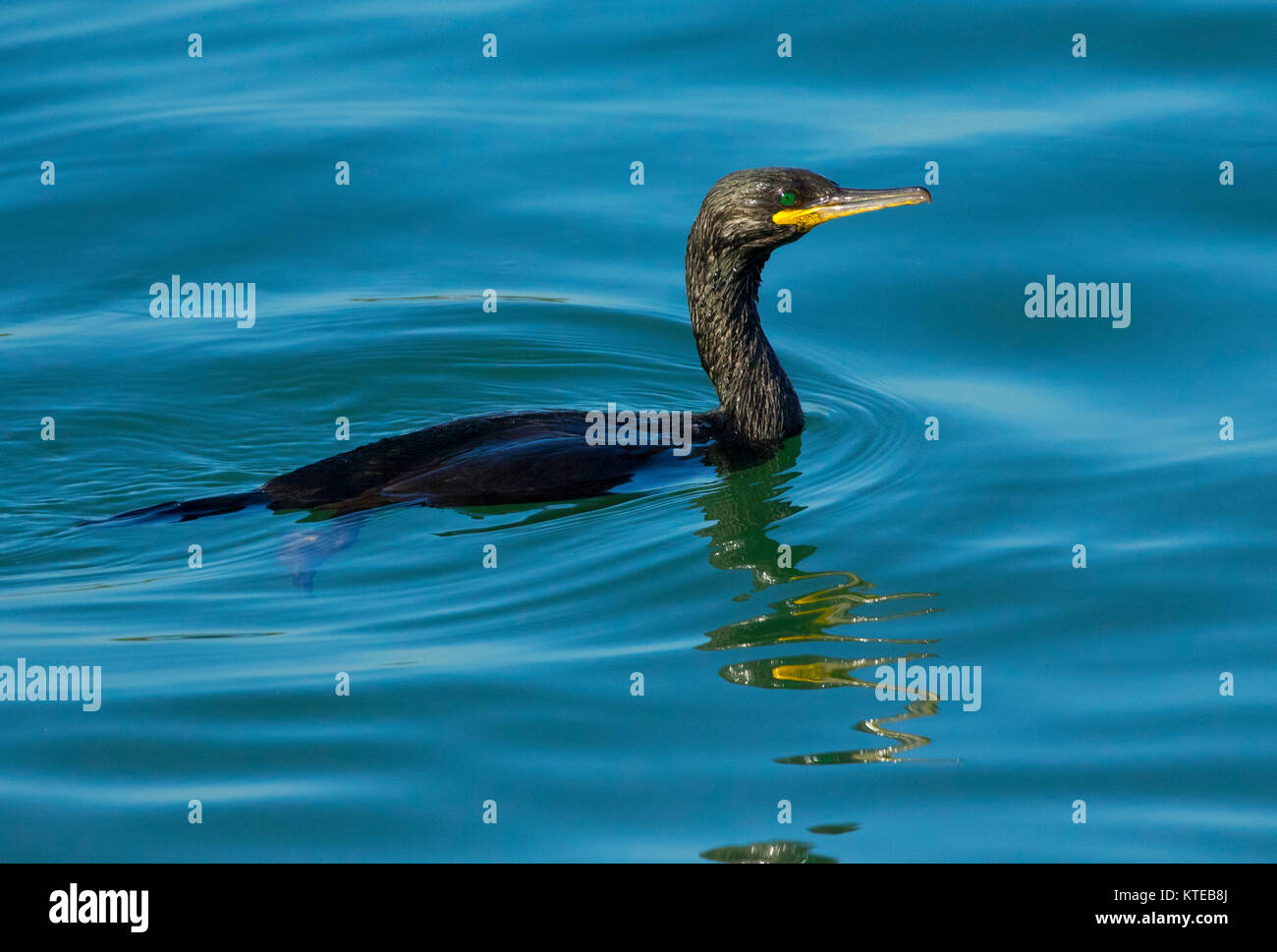 Shag bird hi-res stock photography and images - Alamy