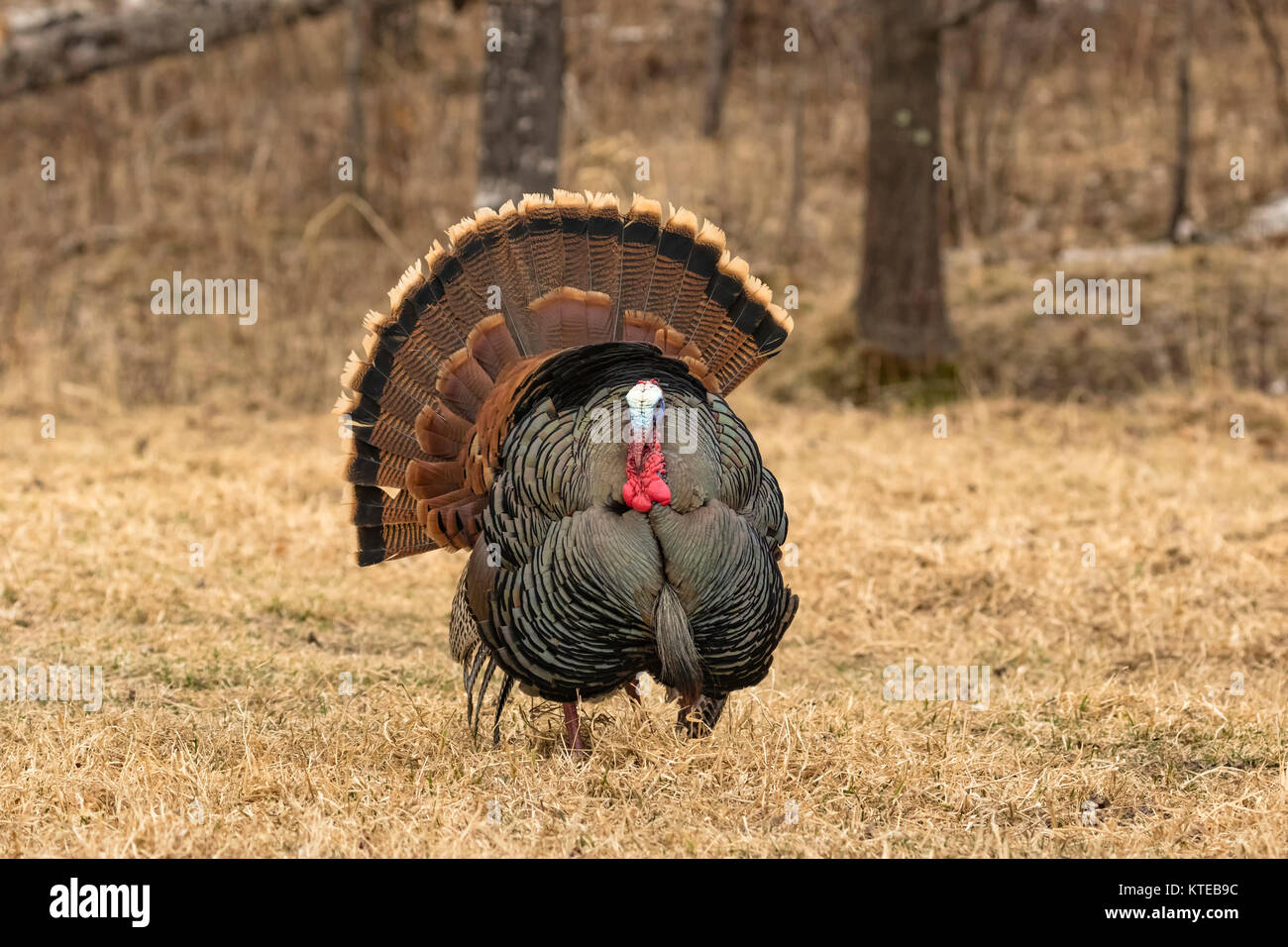 Eastern wild Turkey Stock Photo - Alamy