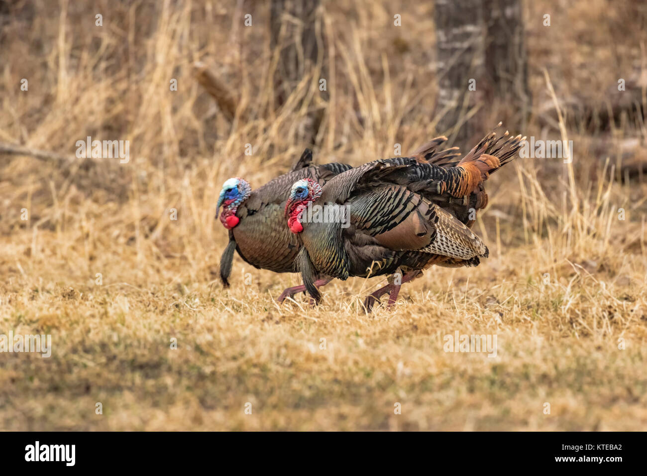 Eastern wild Turkey Stock Photo - Alamy