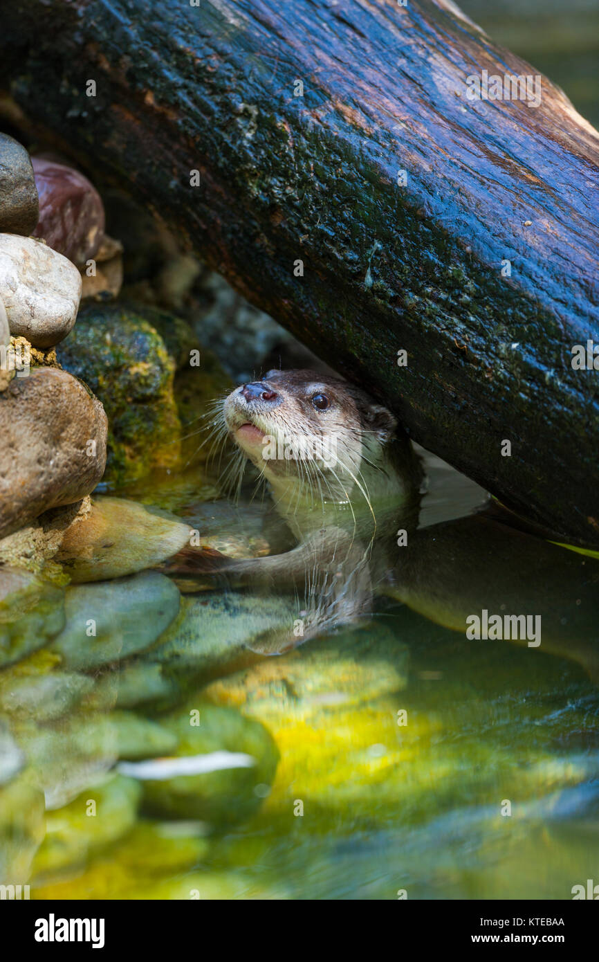 European otter (Lutra lutra), also known as the Eurasian otter ...