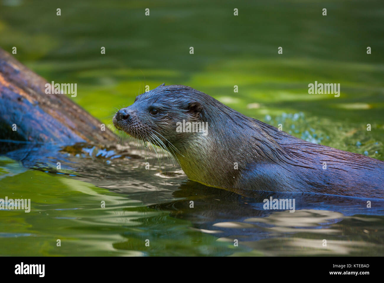 European otter (Lutra lutra), also known as the Eurasian otter ...