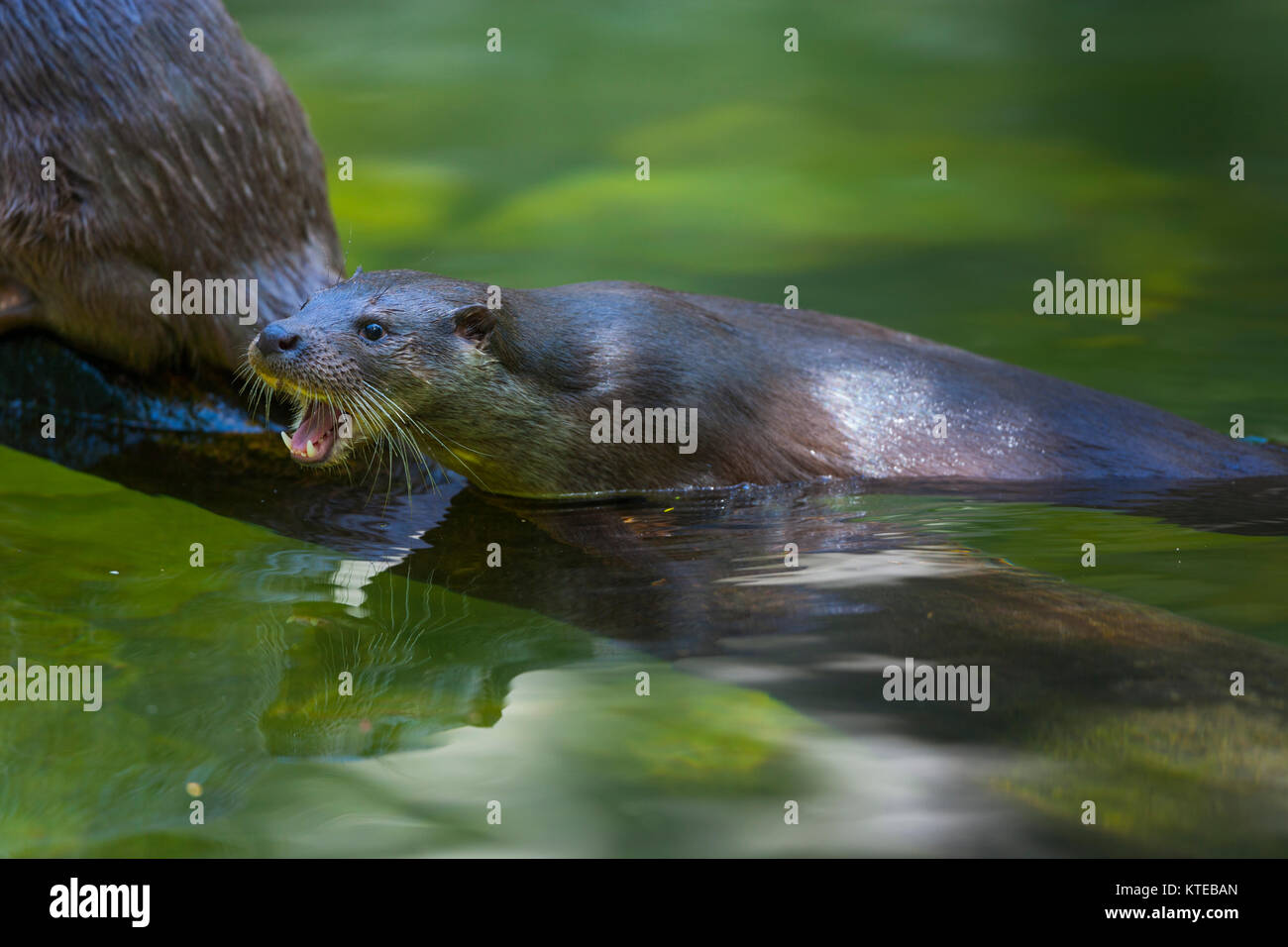 European otter (Lutra lutra), also known as the Eurasian otter ...