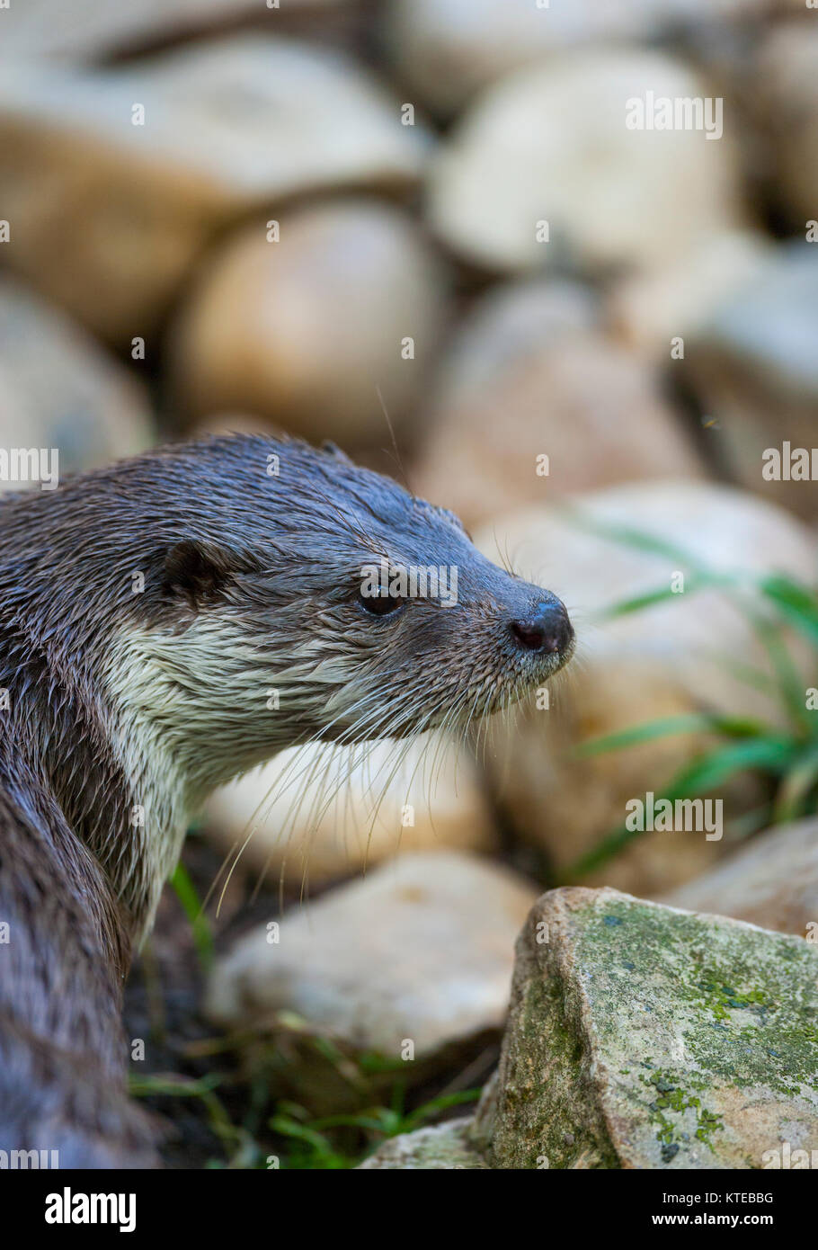 European otter (Lutra lutra), also known as the Eurasian otter ...