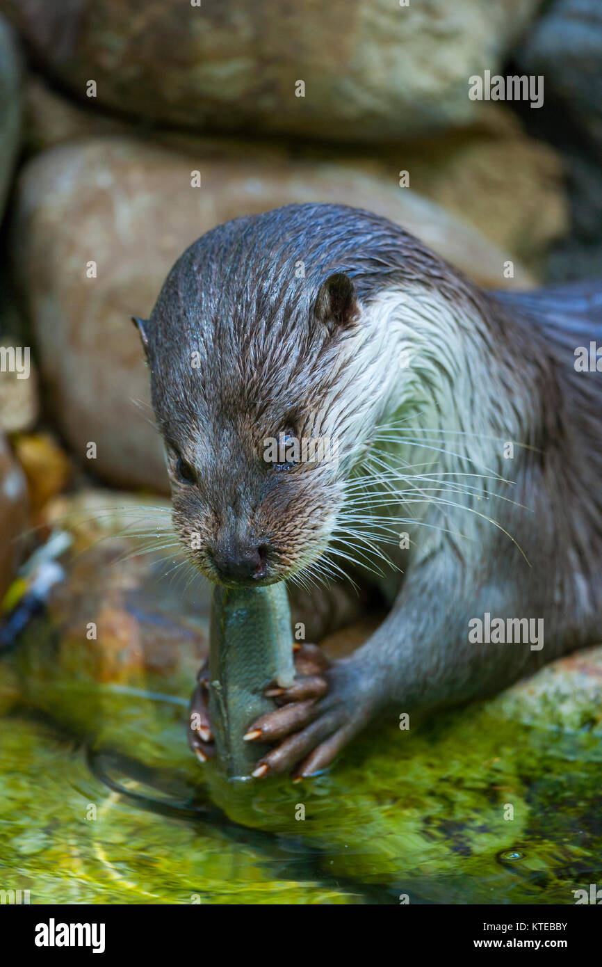 European otter (Lutra lutra), also known as the Eurasian otter ...