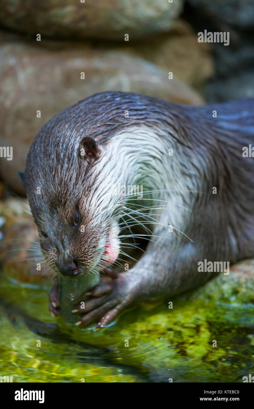European otter (Lutra lutra), also known as the Eurasian otter ...