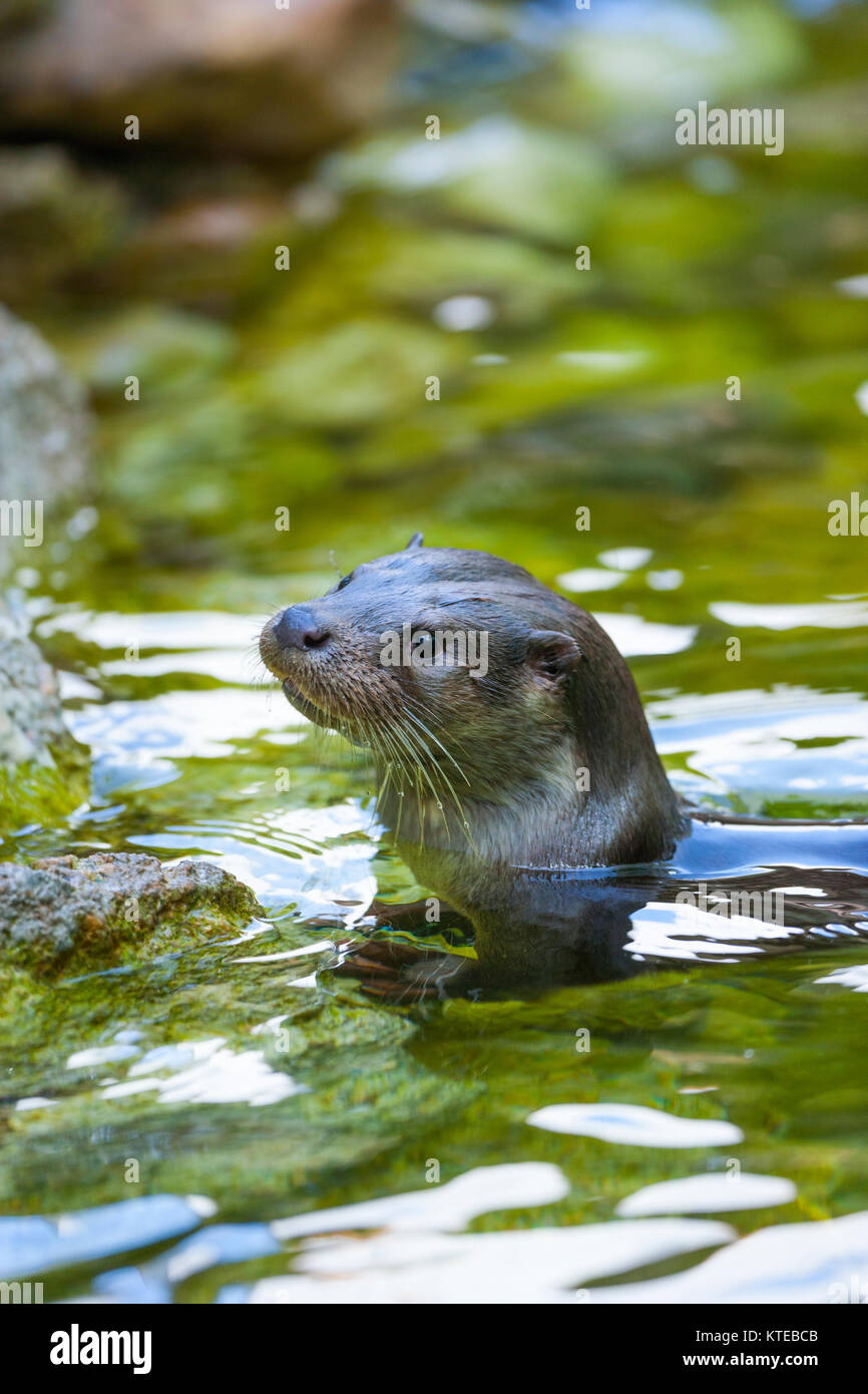 European otter (Lutra lutra), also known as the Eurasian otter ...