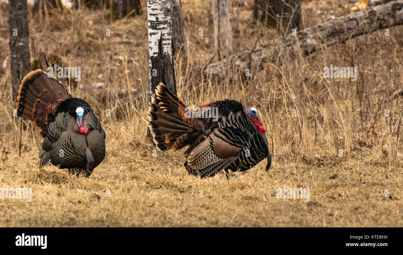 Eastern wild Turkey Stock Photo - Alamy