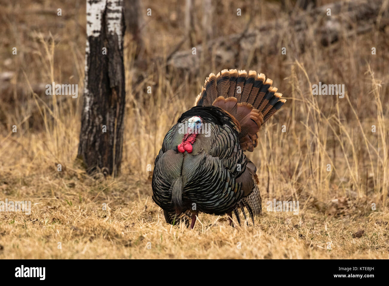 Eastern wild Turkey Stock Photo - Alamy