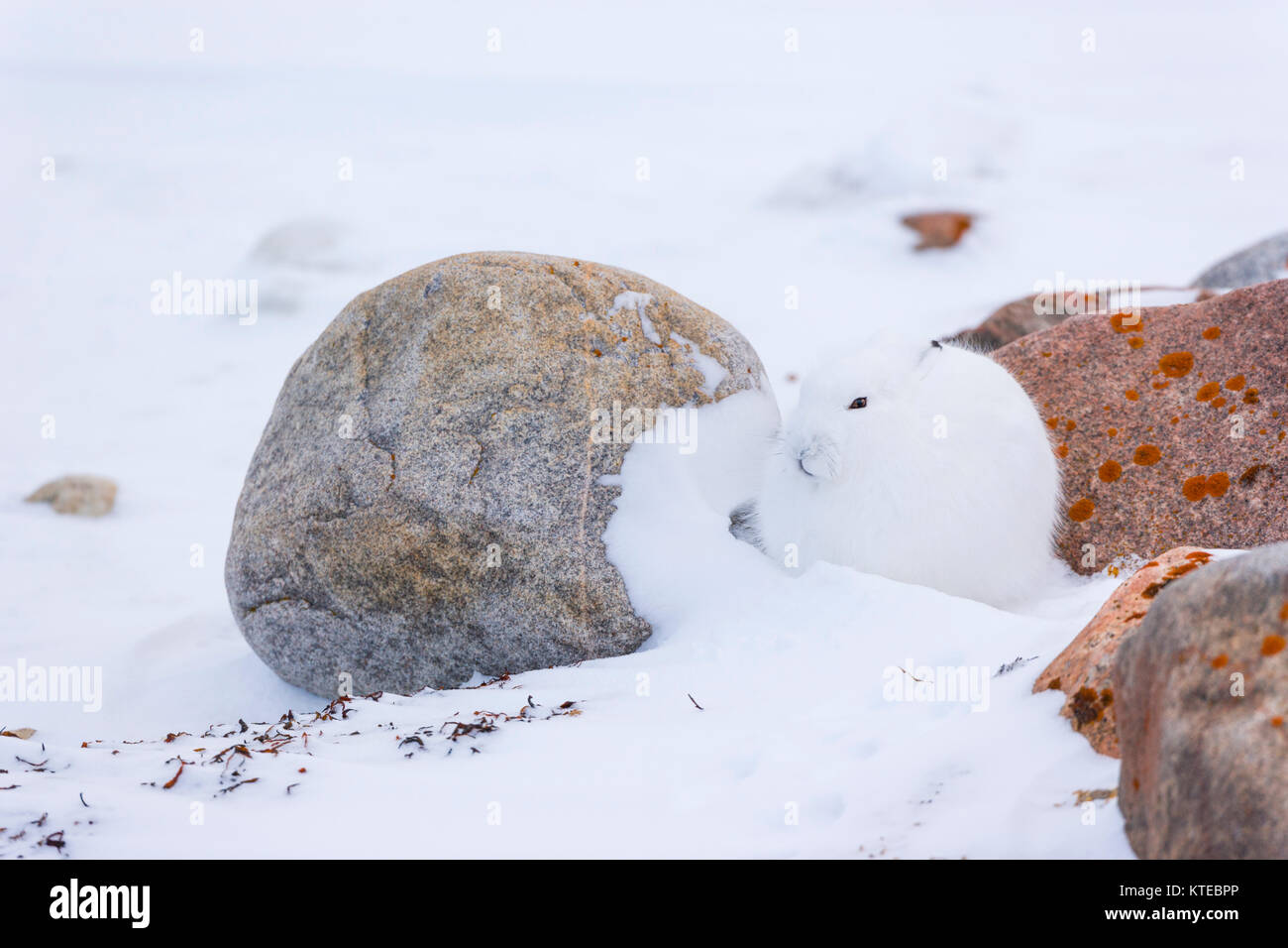 ARCTIC HARE (Lepus arcticus), or polar rabbit Stock Photo - Alamy