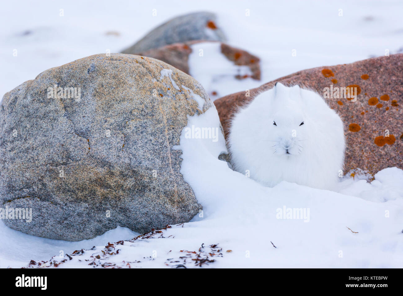 ARCTIC HARE (Lepus arcticus), or polar rabbit Stock Photo - Alamy