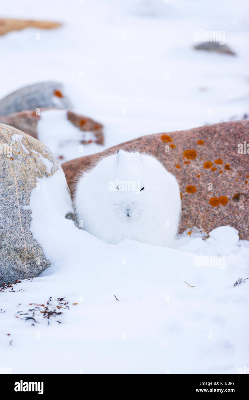 ARCTIC HARE (Lepus arcticus), or polar rabbit Stock Photo - Alamy