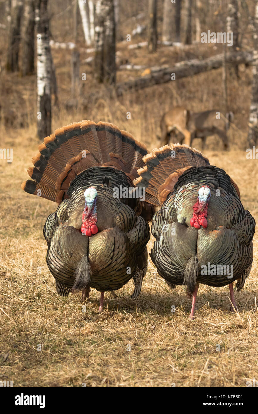 Eastern wild Turkey Stock Photo - Alamy