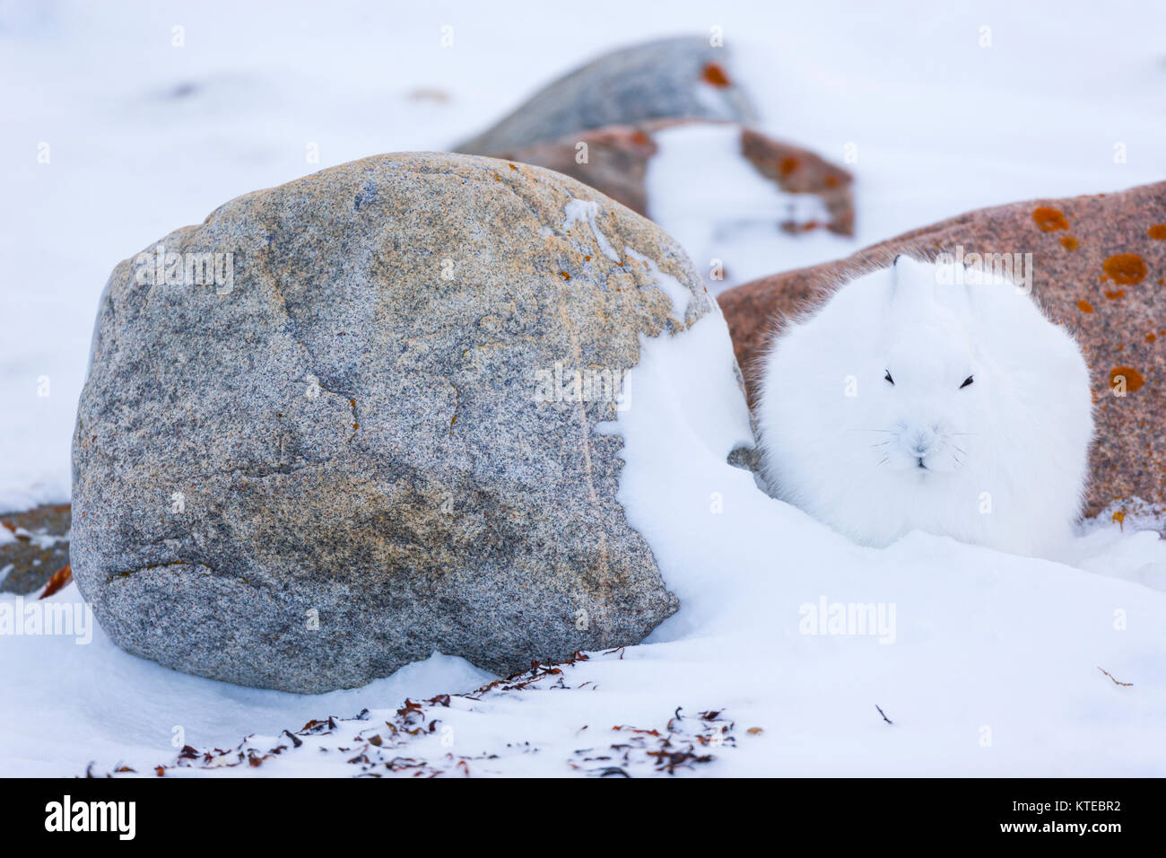 ARCTIC HARE (Lepus arcticus), or polar rabbit Stock Photo - Alamy