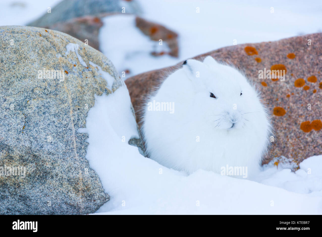 ARCTIC HARE (Lepus arcticus), or polar rabbit Stock Photo - Alamy