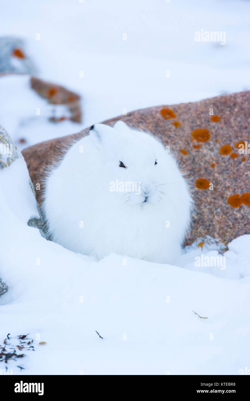 ARCTIC HARE (Lepus arcticus), or polar rabbit Stock Photo - Alamy