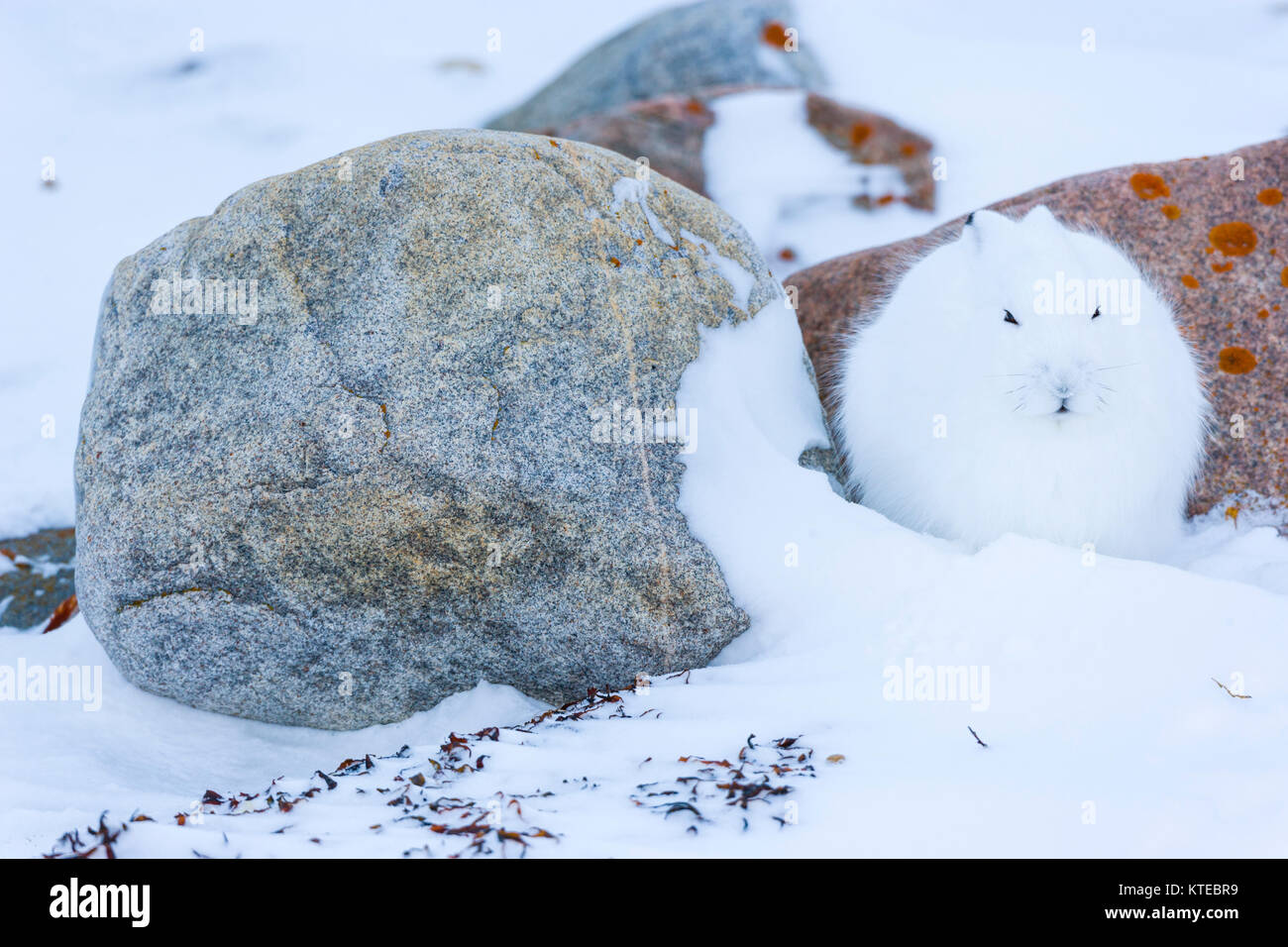 ARCTIC HARE (Lepus arcticus), or polar rabbit Stock Photo - Alamy