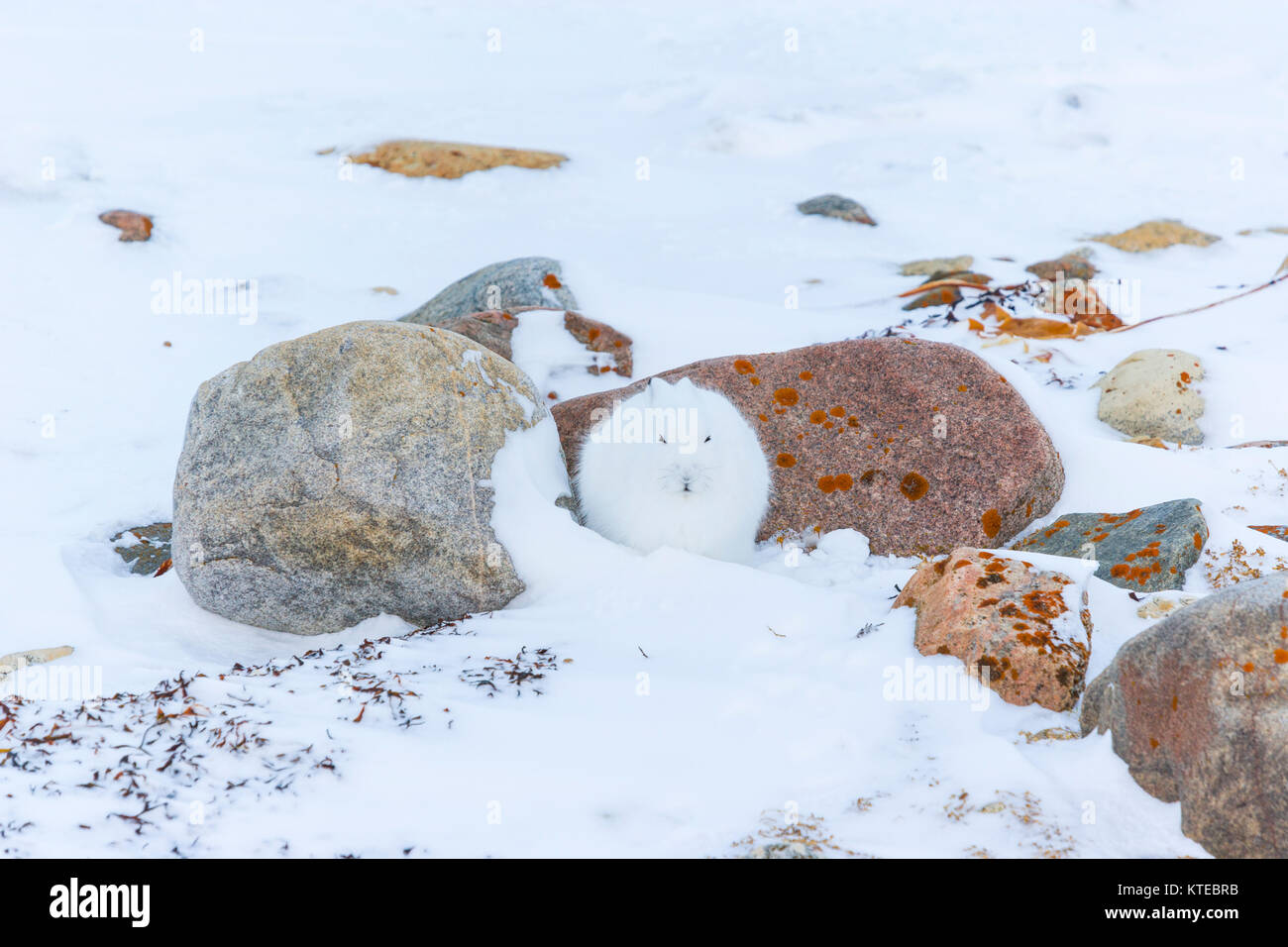 ARCTIC HARE (Lepus arcticus), or polar rabbit Stock Photo - Alamy
