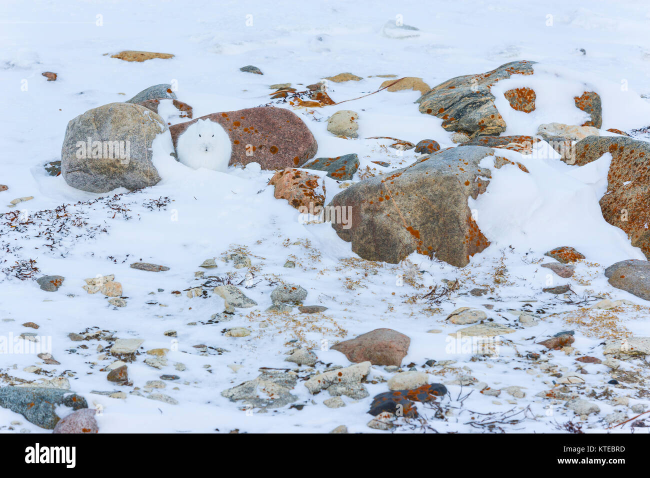 ARCTIC HARE (Lepus arcticus), or polar rabbit Stock Photo - Alamy