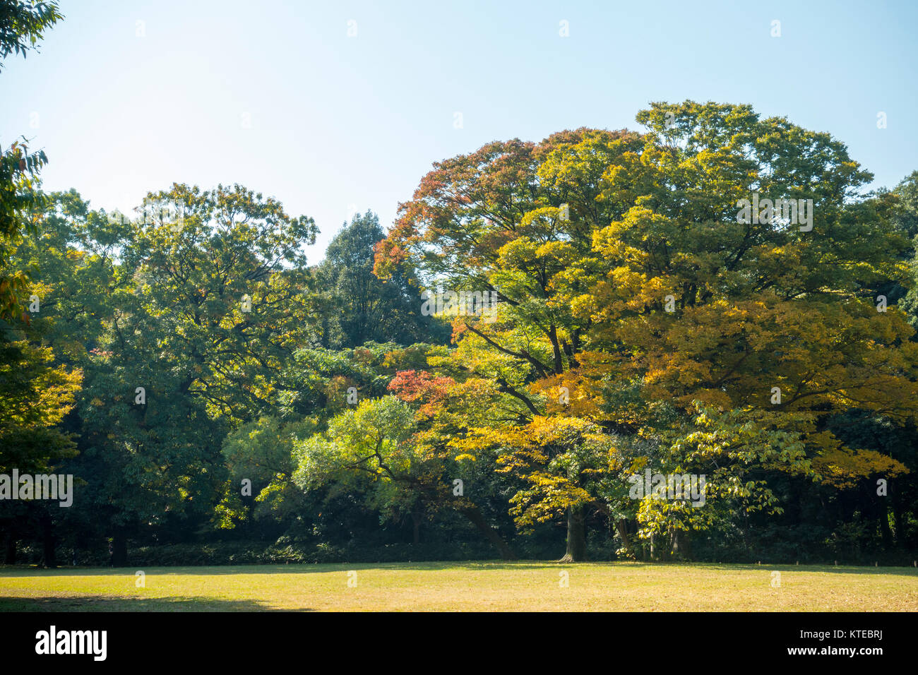 Yoyogi park autumn leaves hi-res stock photography and images - Alamy