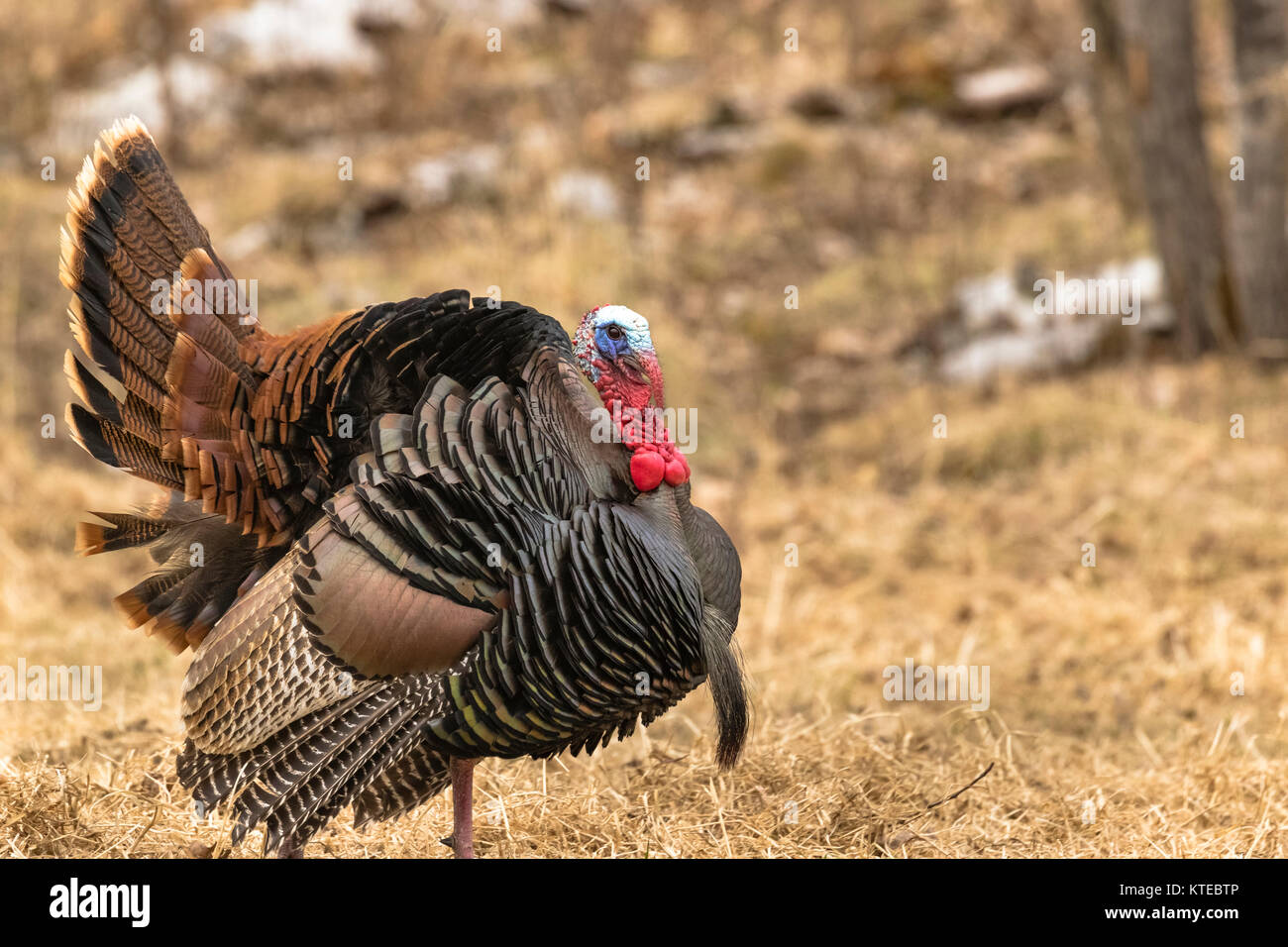 Eastern wild Turkey Stock Photo - Alamy