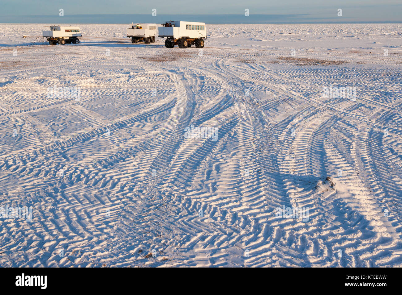 Polar Bear observation, Tundra Buggy, Churchill, Hudson Bay, Manitoba ...